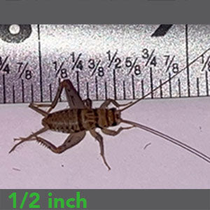 1/2" - Banded Crickets – Twin Cities Crickets