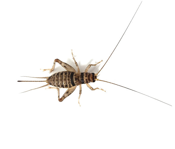 Twin Cities Crickets - Live Feeder Crickets in Minnesota
