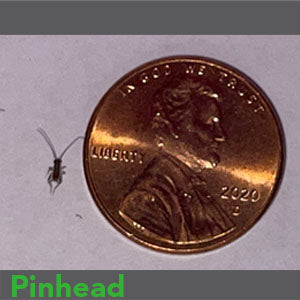 Pinhead - Banded Crickets – Twin Cities Crickets